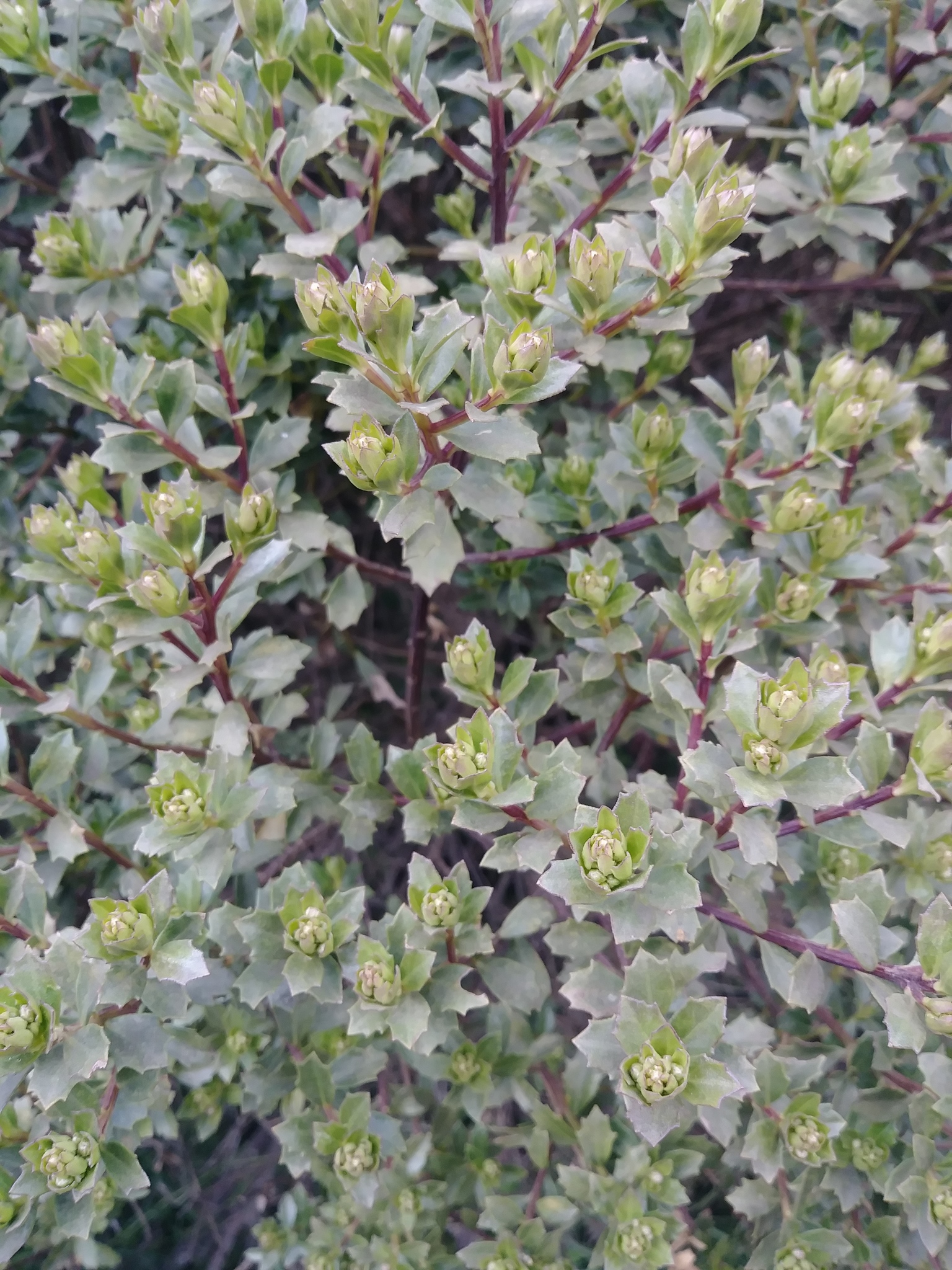 Baccharis conferta Kunth