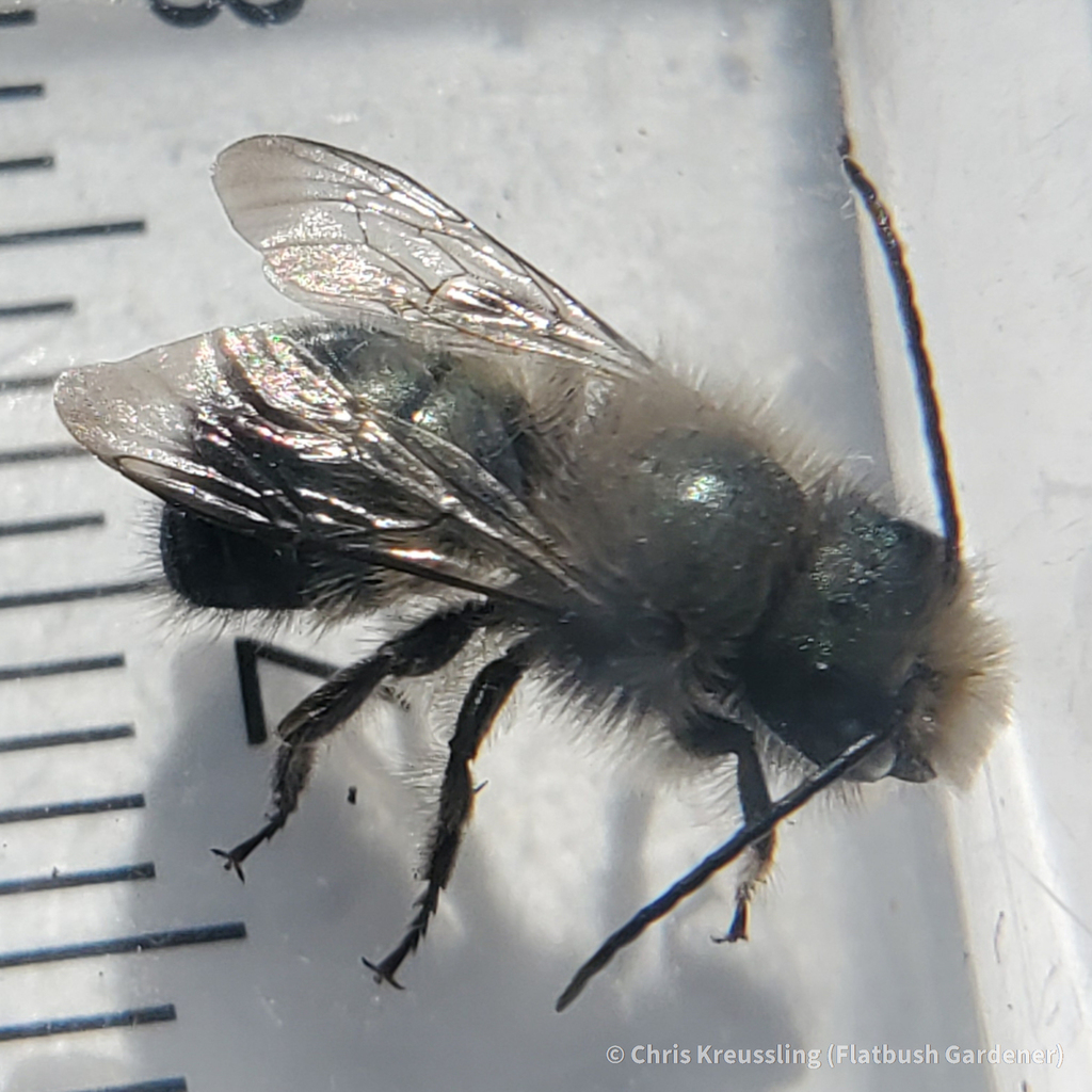 Eastern Blue Orchard Bee from Flatbush, Brooklyn, NY, USA on April 02 ...