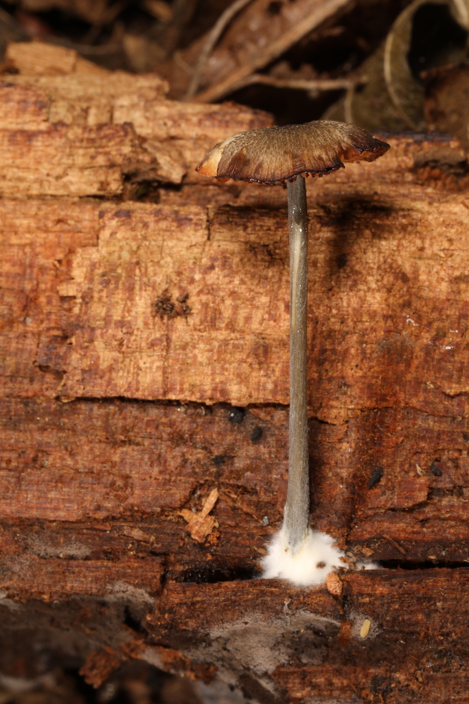 Leptonia from 1600 N 25 E, Chesterton, IN 46304, USA on August 17, 2021 ...