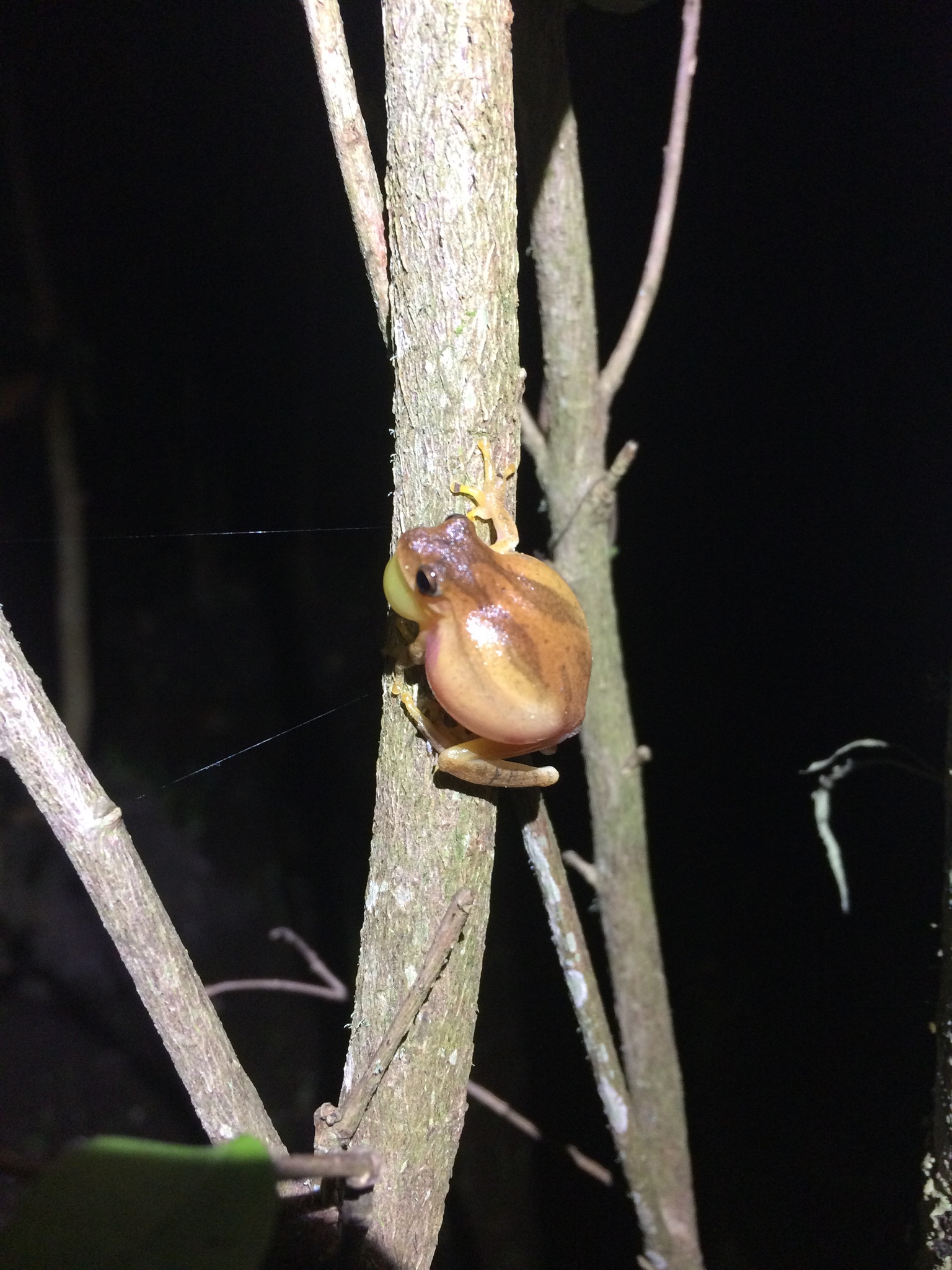 Dendropsophus minutus (Peters, 1872)