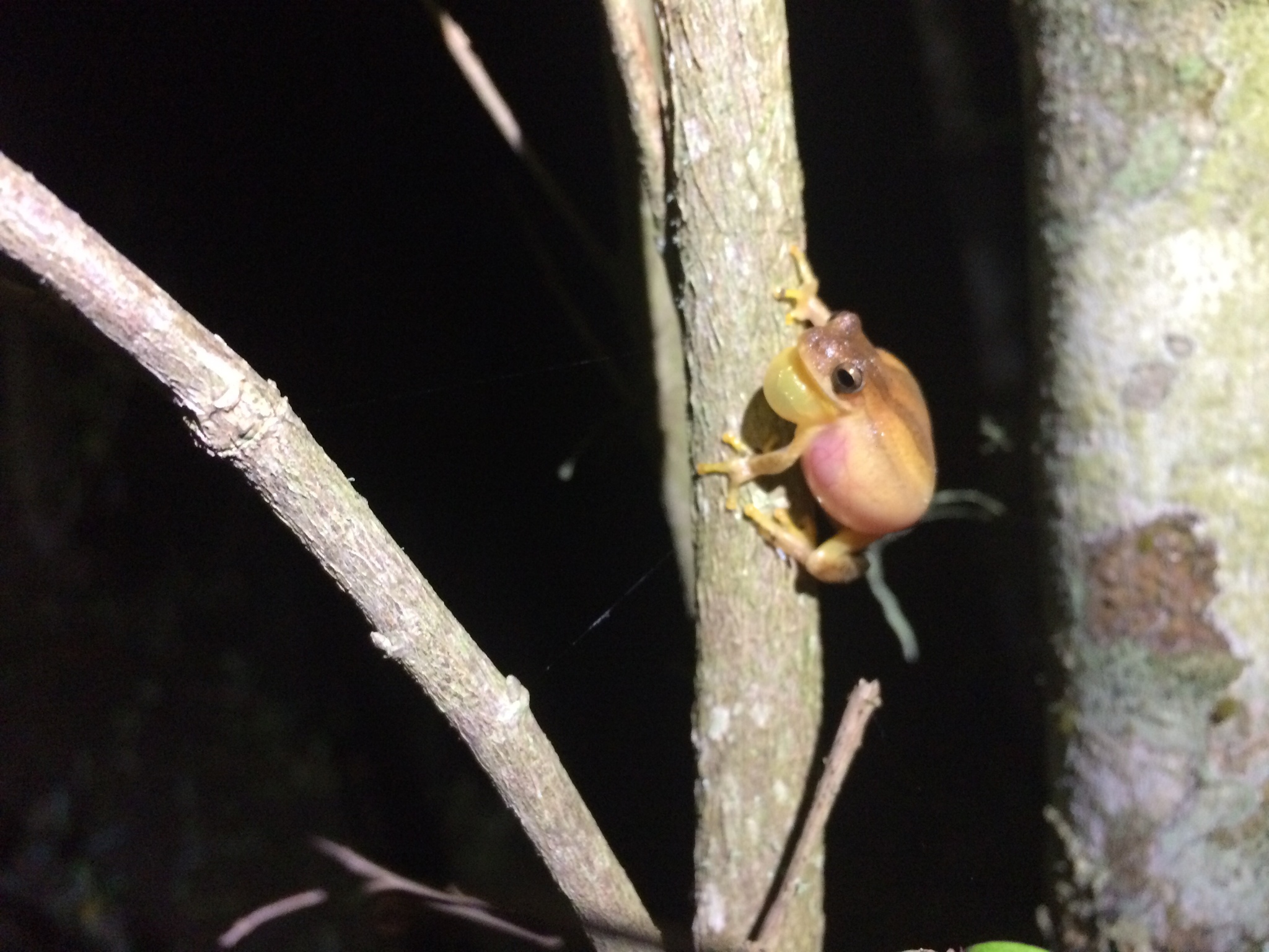 Dendropsophus minutus (Peters, 1872)
