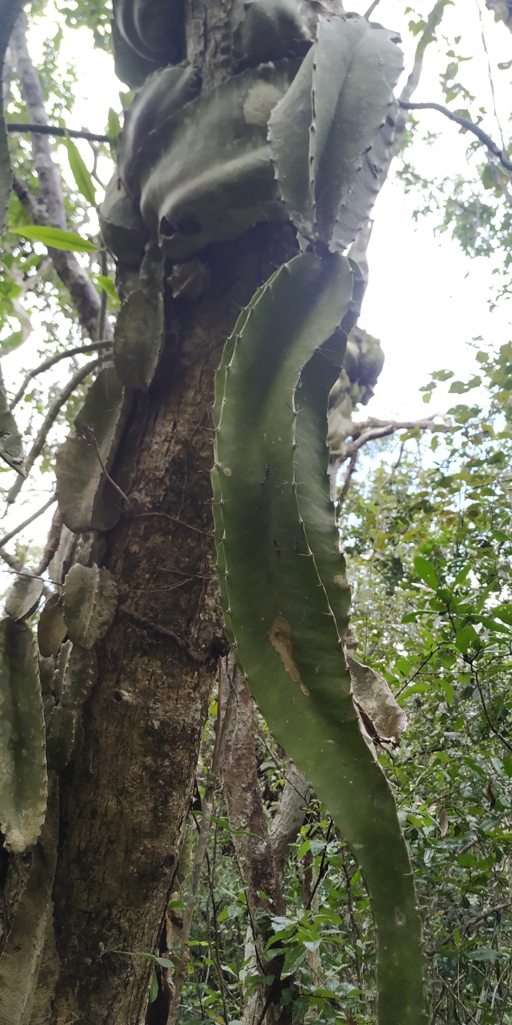 Deamia testudo (Karw.) Britton & Rose