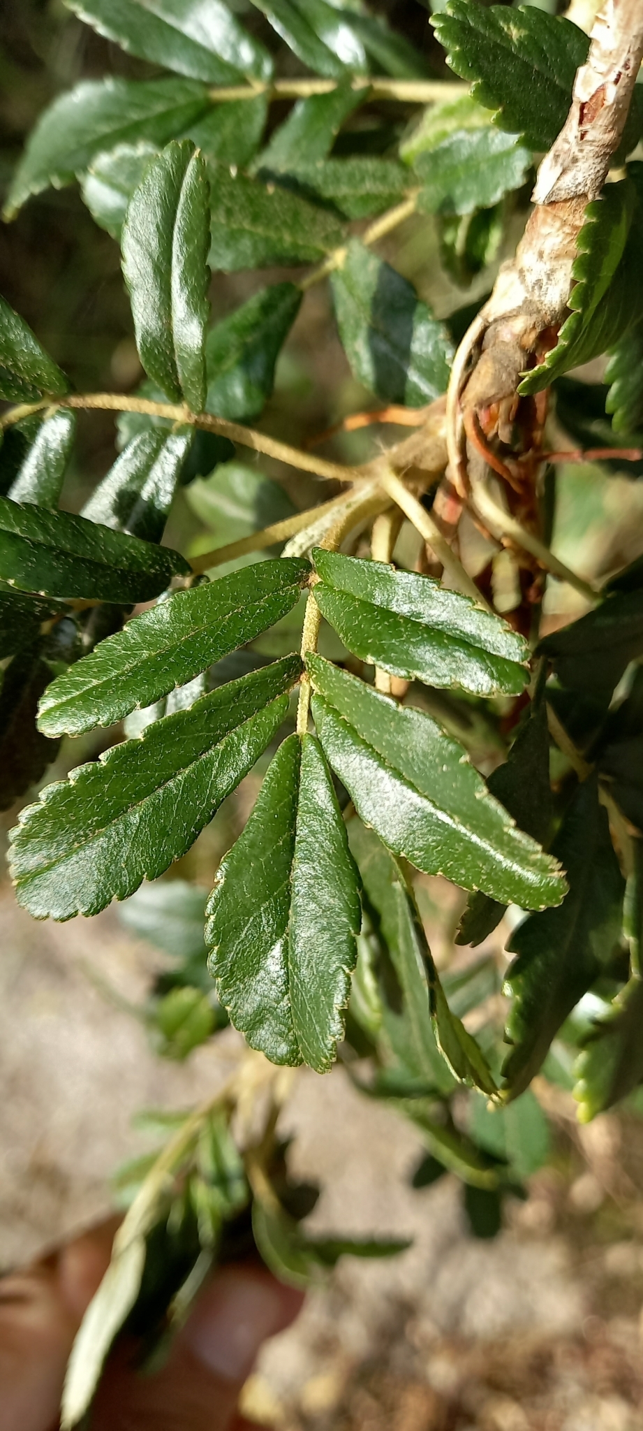 Polylepis australis Bitter