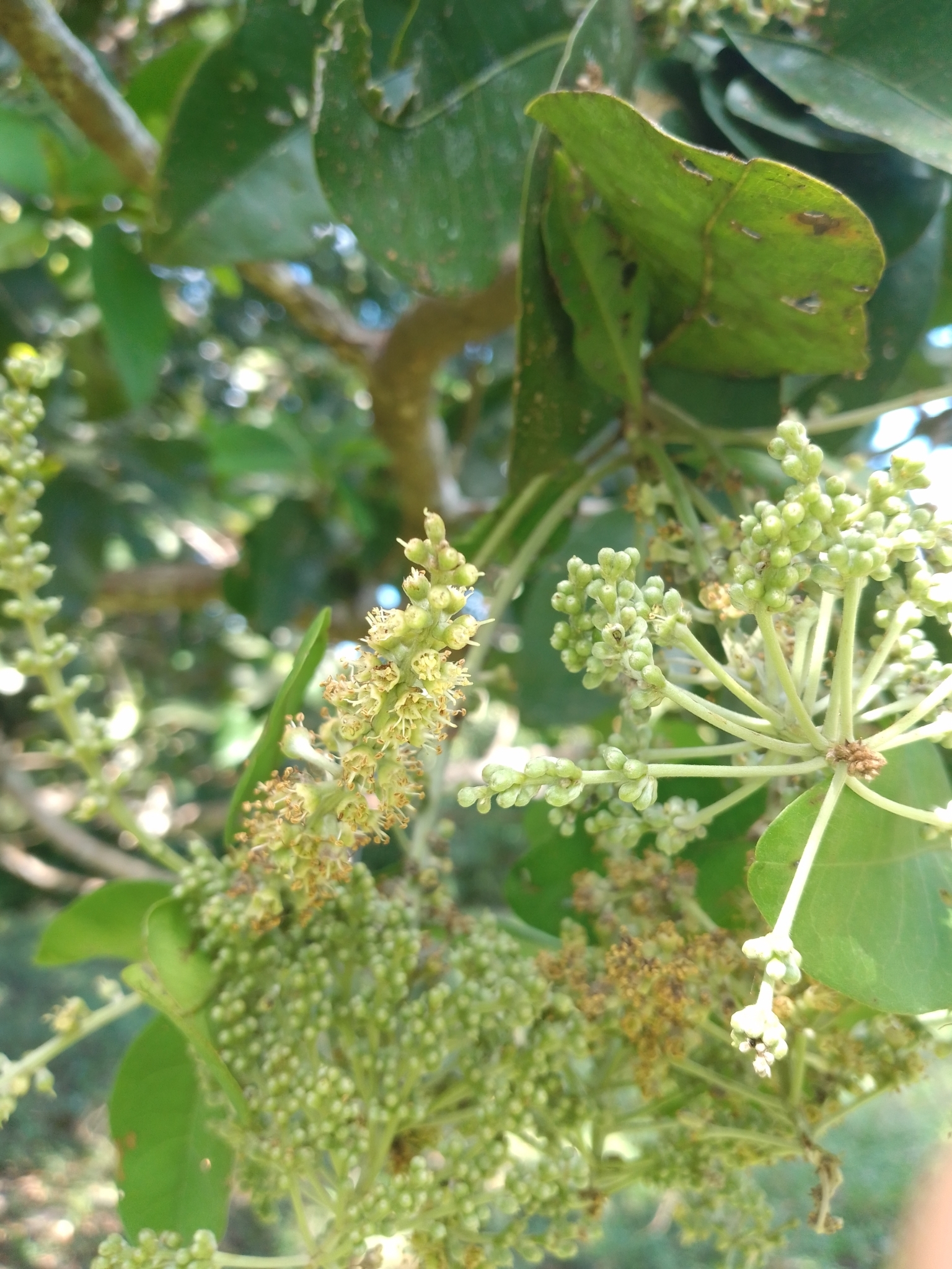 Terminalia buceras (L.) Wright