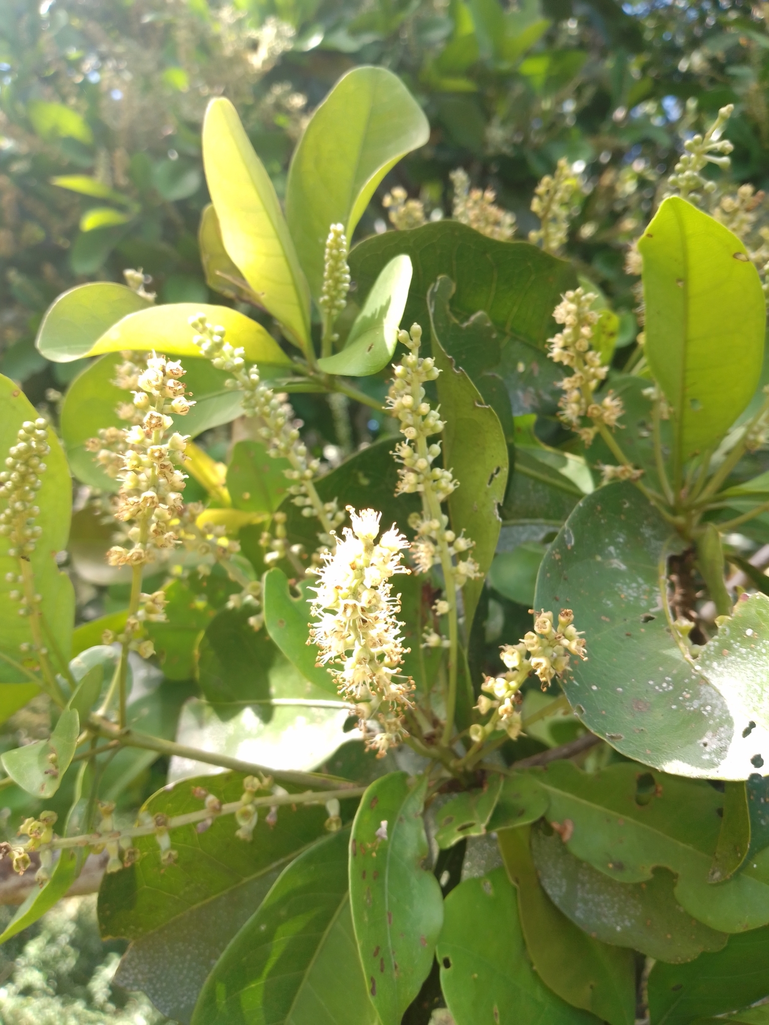 Terminalia buceras (L.) Wright