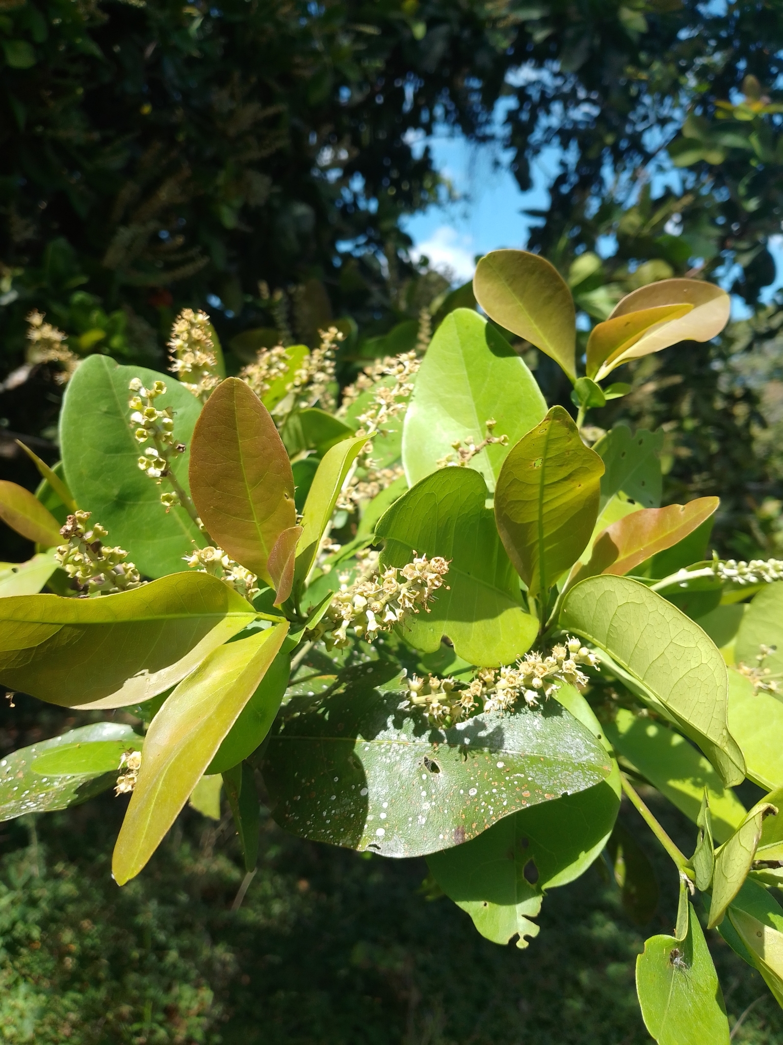 Terminalia buceras (L.) Wright