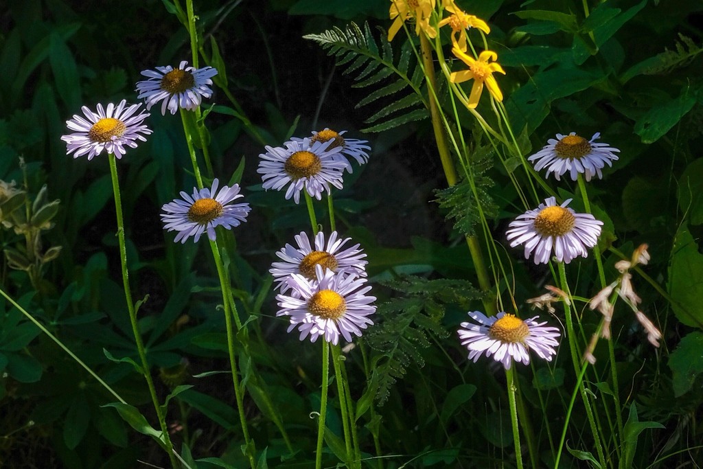 Subalpine Fleabane from Okanagan-Similkameen, BC, Canada on August 15 ...