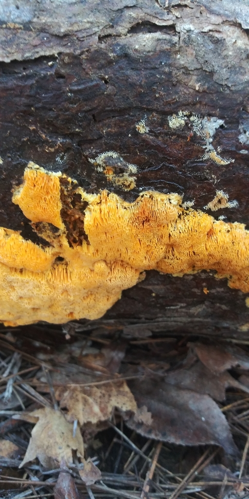Pycnoporellus alboluteus in December 2021 by jim. Crust fungi growing ...