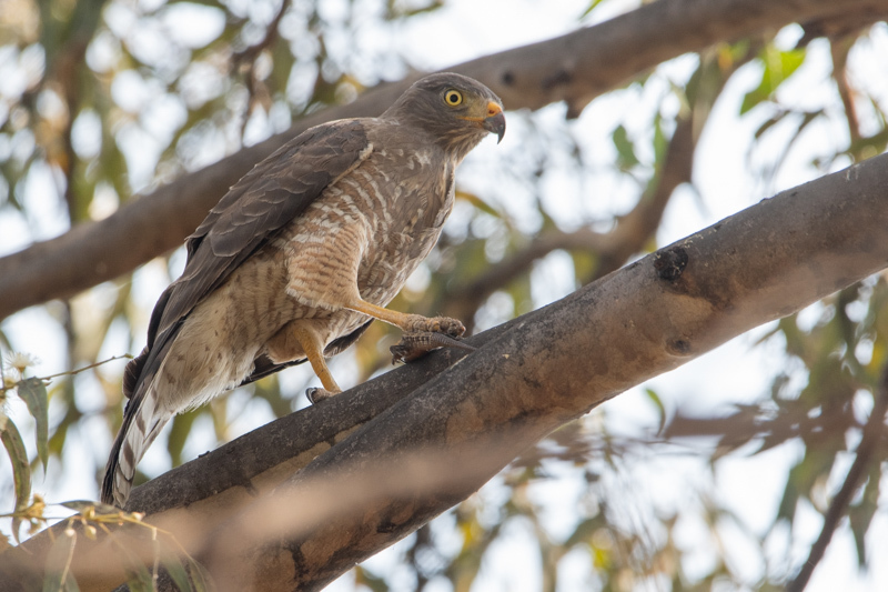 Roadside Hawk from Coapa, Culhuacan CTM VII, Ciudad de México, CDMX ...