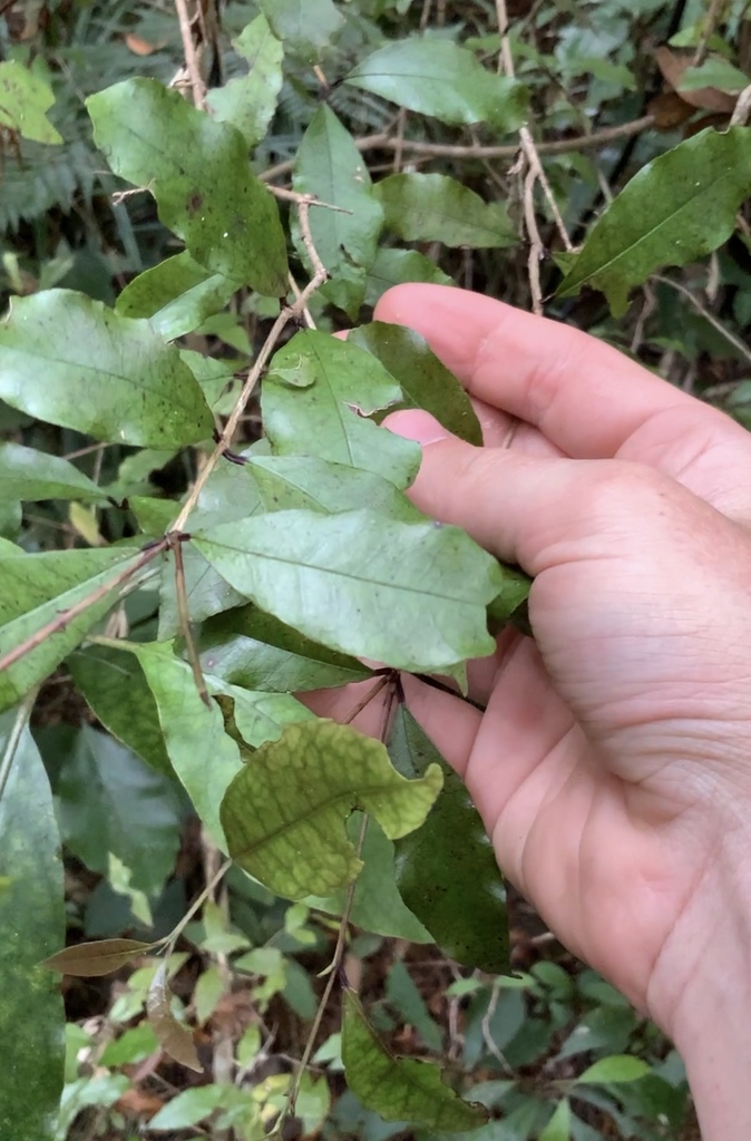 Swamp maire from Waipoua Kauri Forest, New Zealand on January 15, 2022 ...