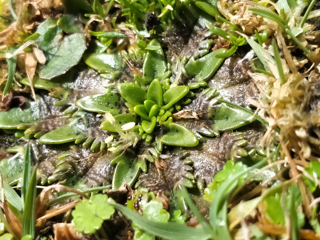 Plantago triandra from 3241251, Southland 9691, New Zealand on January ...
