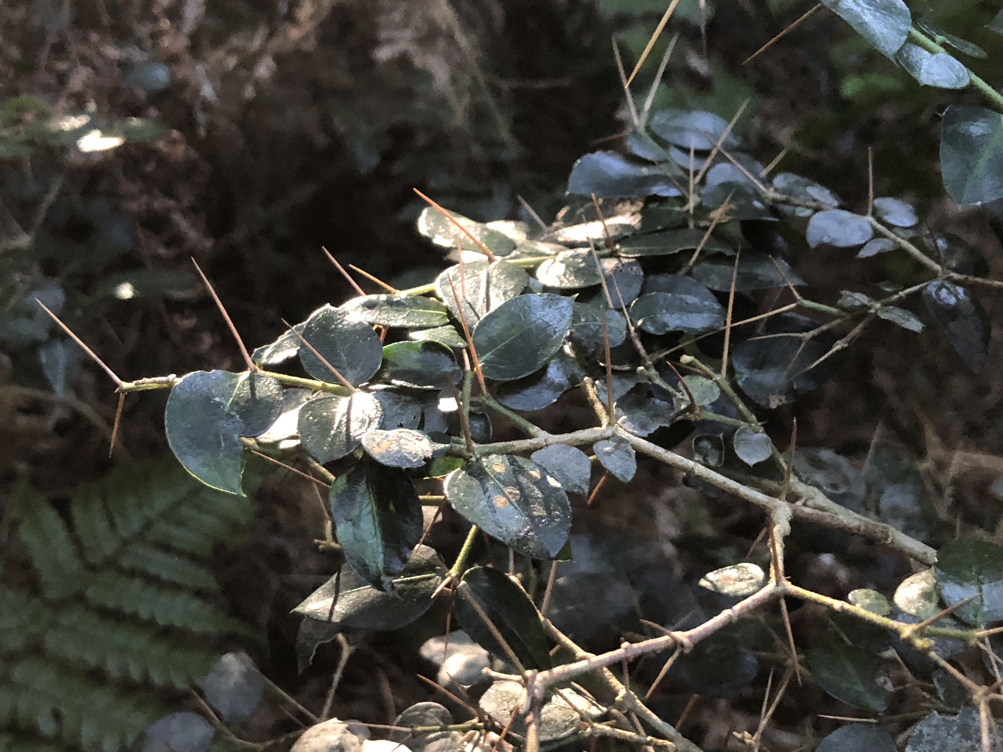 Damnacanthus indicus C.F.Gaertn.