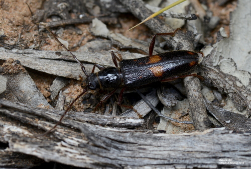 Genus Steata · iNaturalist