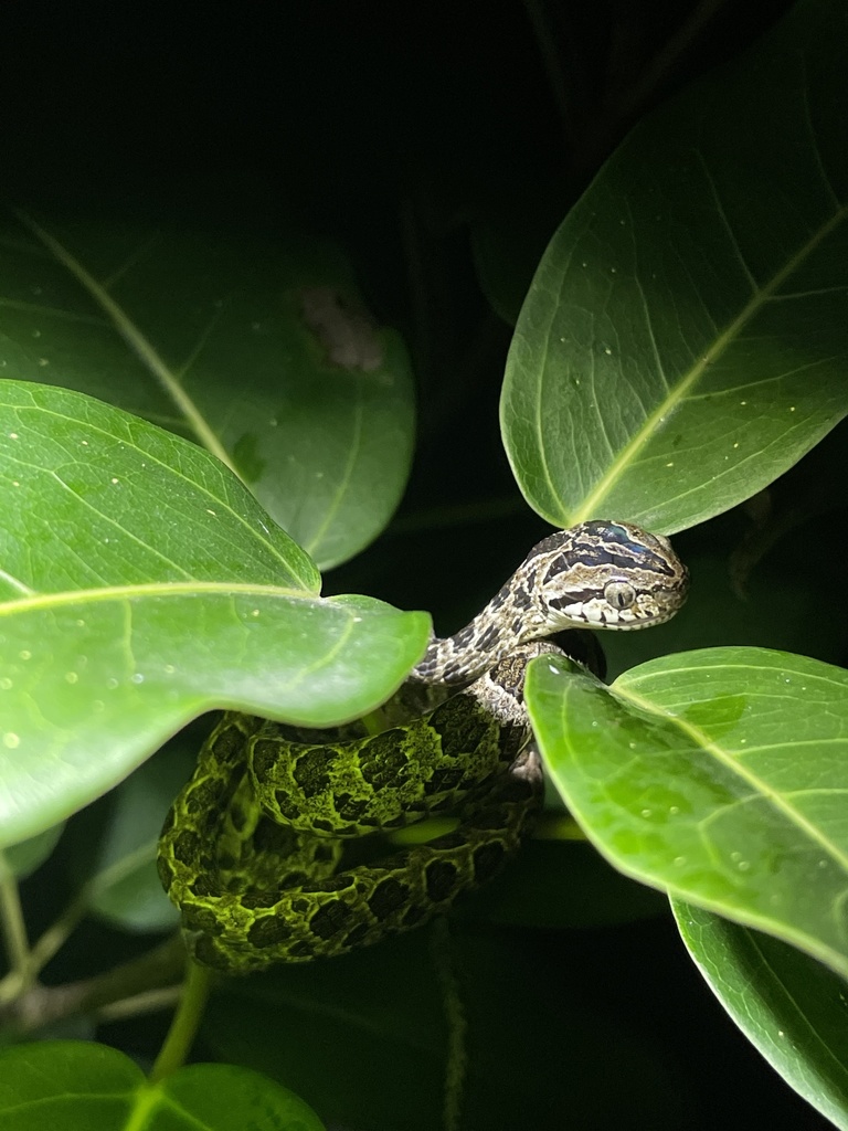 Many-spotted Cat Snake in January 2022 by Lawrence Hylton · iNaturalist