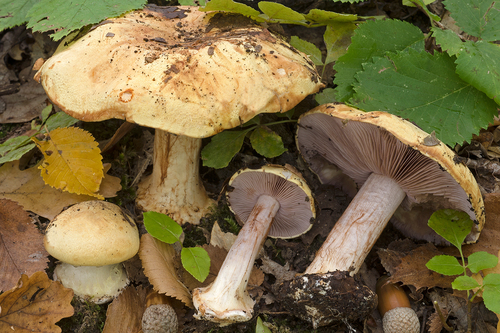 Cortinarius sublilacinopes · iNaturalist