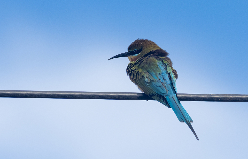 Blue-tailed Bee-eater from Sablayan, Occidental Mindoro, Philippines on ...