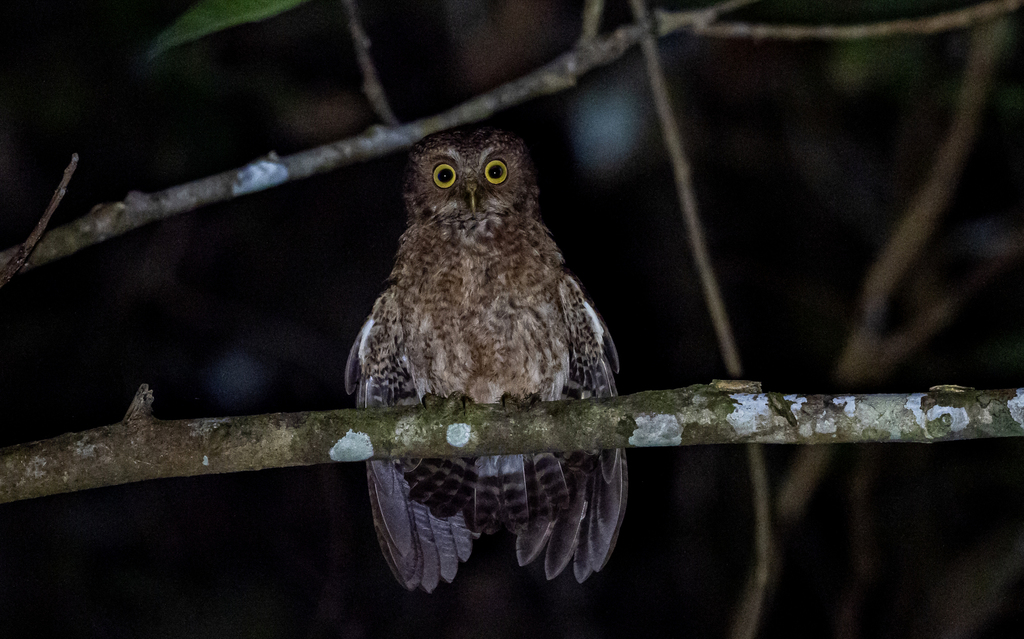 Mindoro Boobook (Ninox mindorensis) - Avian Discovery