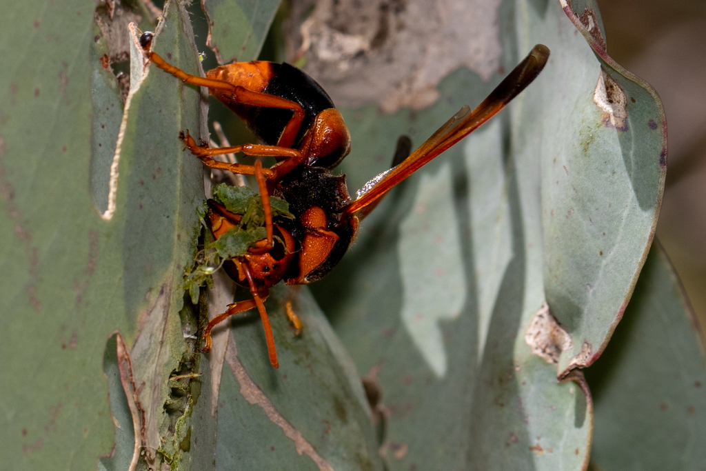 Australian hornet from Glenroy NSW 2640, Australia on January 13, 2022 ...