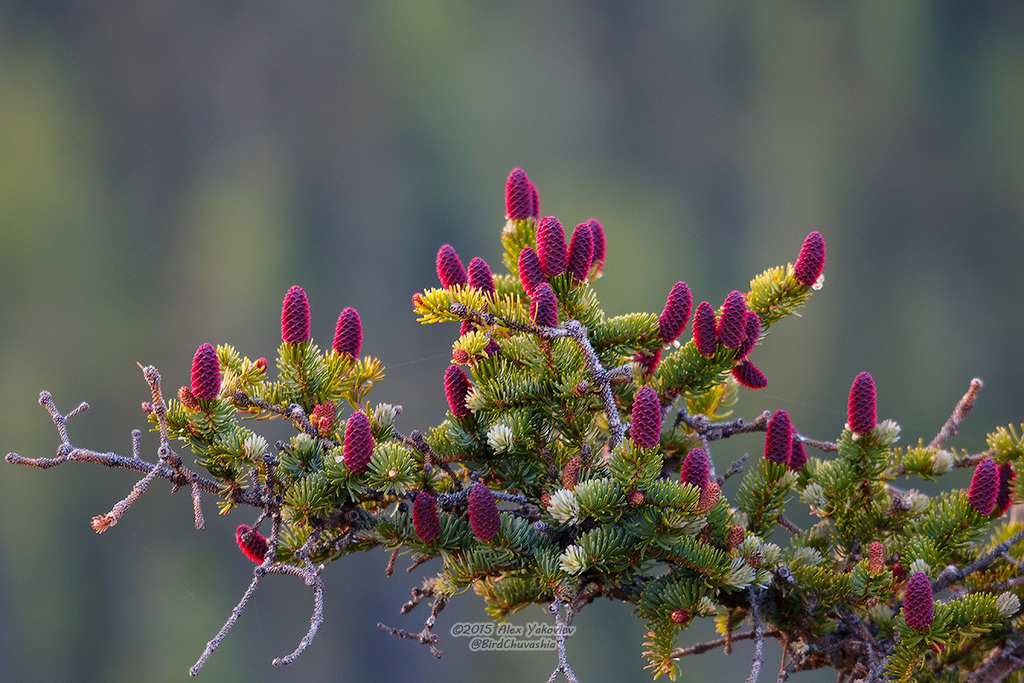 pine family (Pinaceae) - Botanical Realm