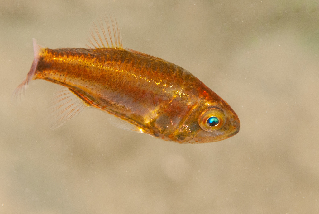 Wood's Siphonfish (Fishes of Chowder Bay, Sydney, Australia) · iNaturalist