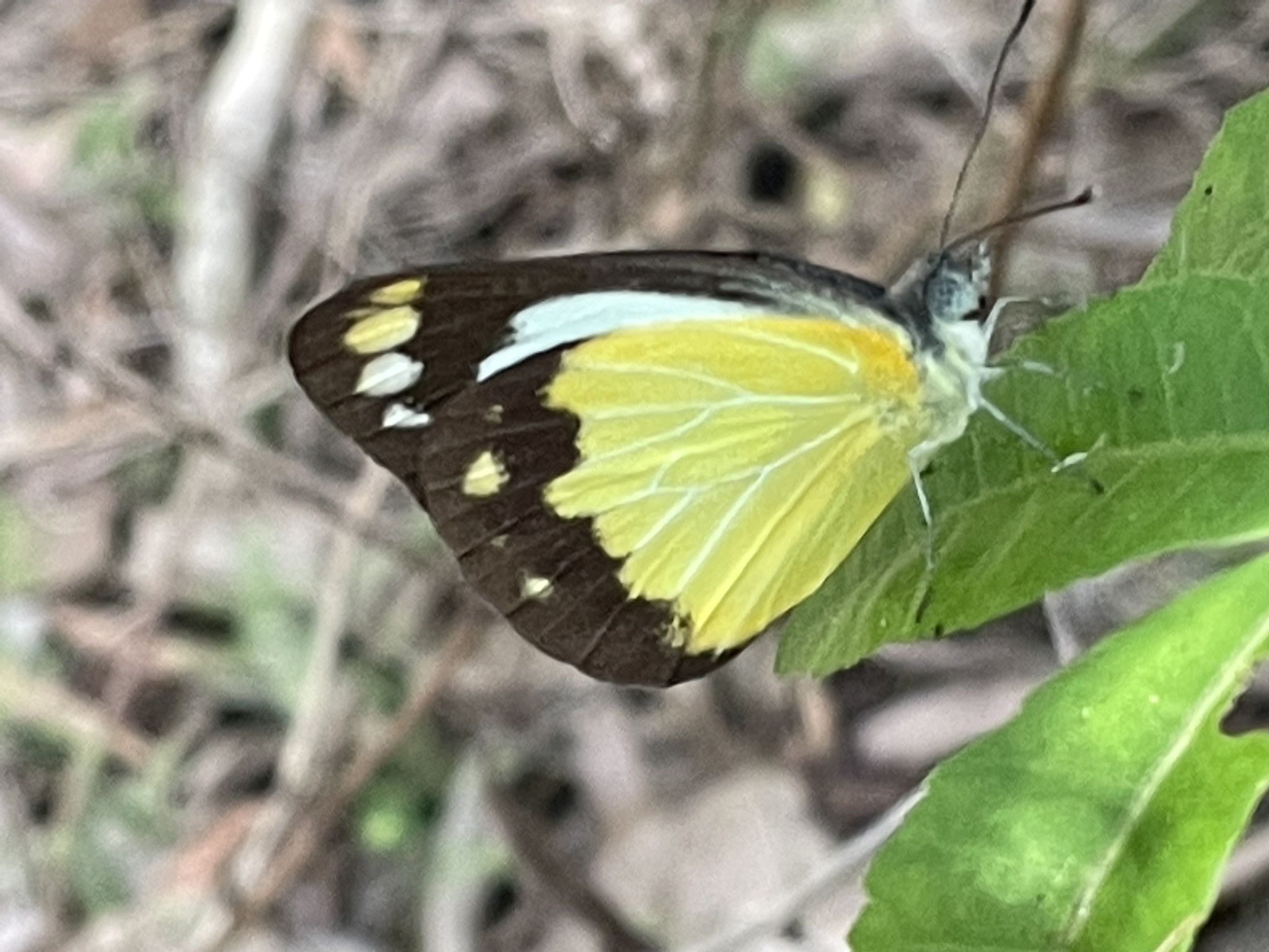 Cepora perimale (Donovan, 1805)