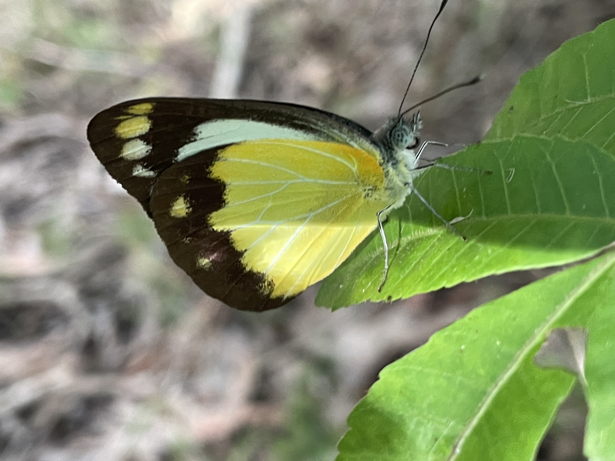 Cepora perimale (Donovan, 1805)
