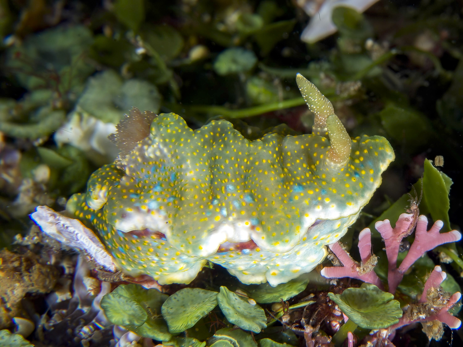 Miamira sinuata (van Hasselt, 1824)