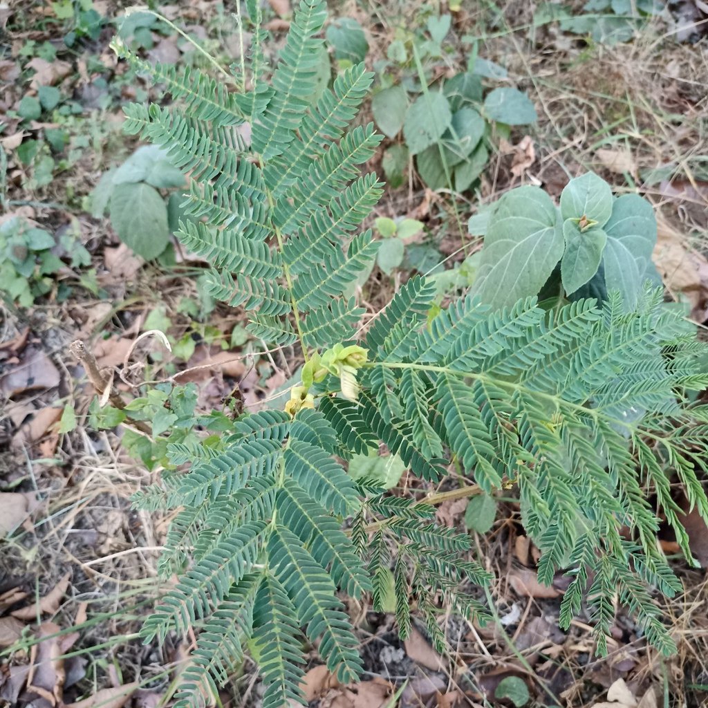Mimosa, silk trees, false-thorns, and allies from Birtamode, Nepal on ...
