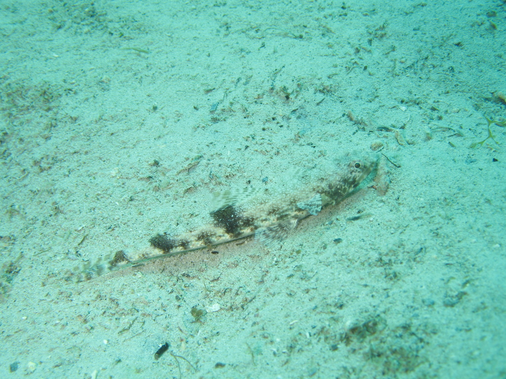 Saurida from Lord Howe Island, AU-NS, AU on January 5, 2010 at 11:01 AM ...