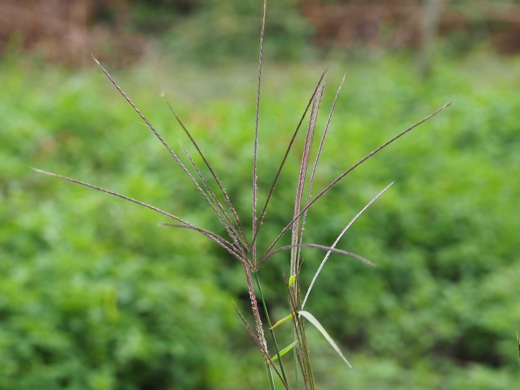 Enteropogon dolichostachyus (Lag.) Keng