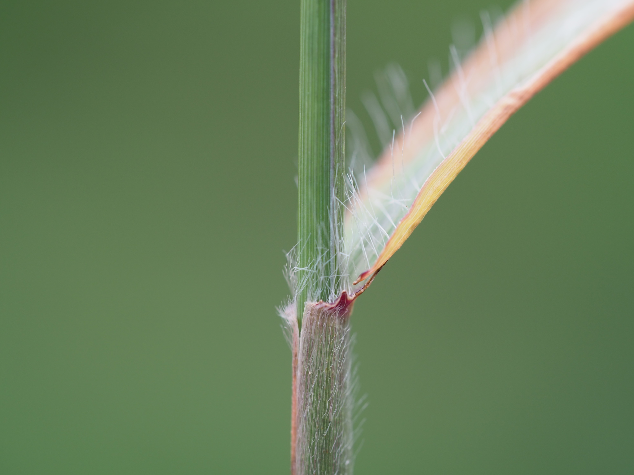 Enteropogon dolichostachyus (Lag.) Keng