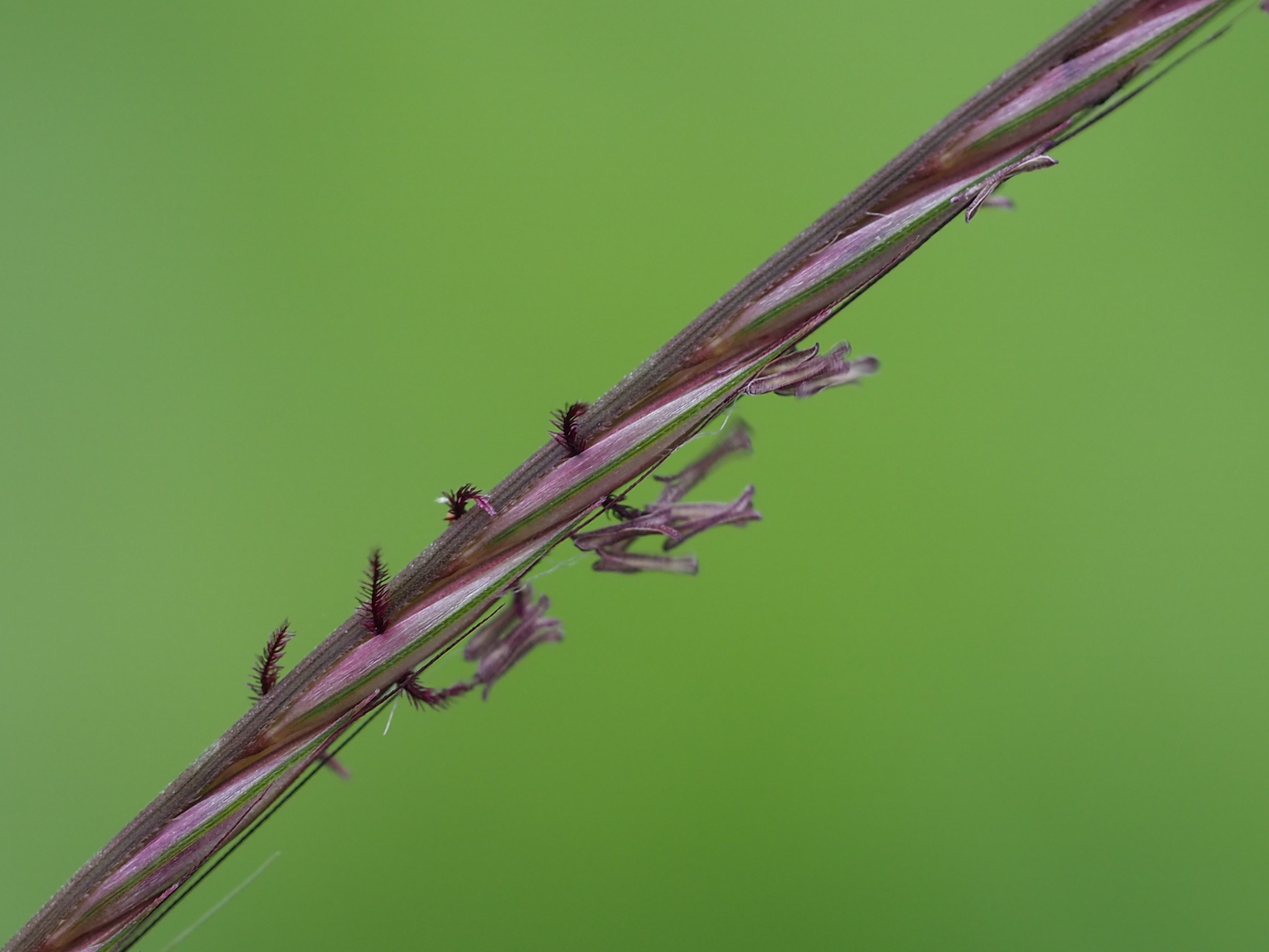 Enteropogon dolichostachyus (Lag.) Keng