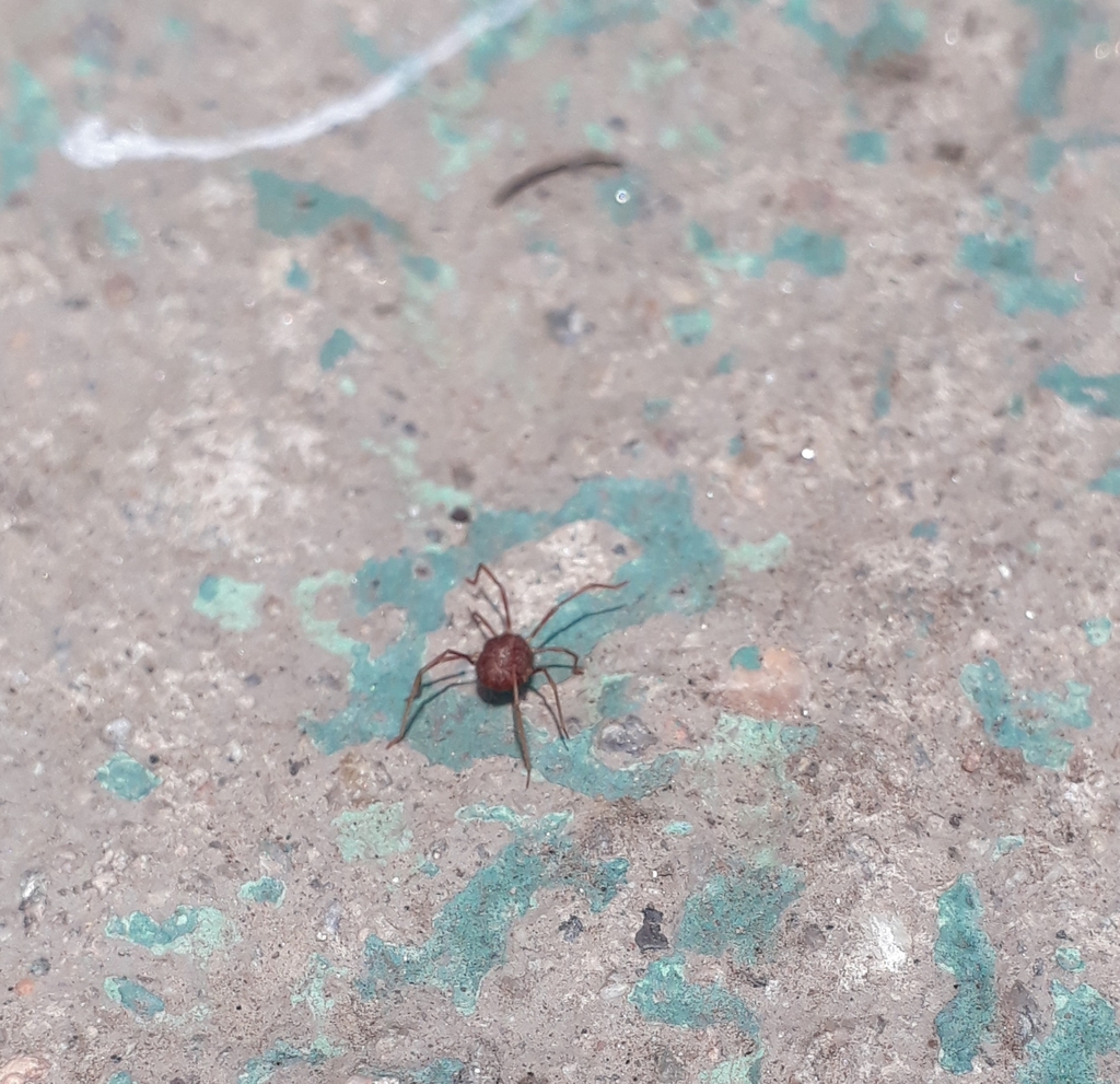 Acariformes from Juana Koslay on January 19, 2022 at 02:39 PM by Aldana ...