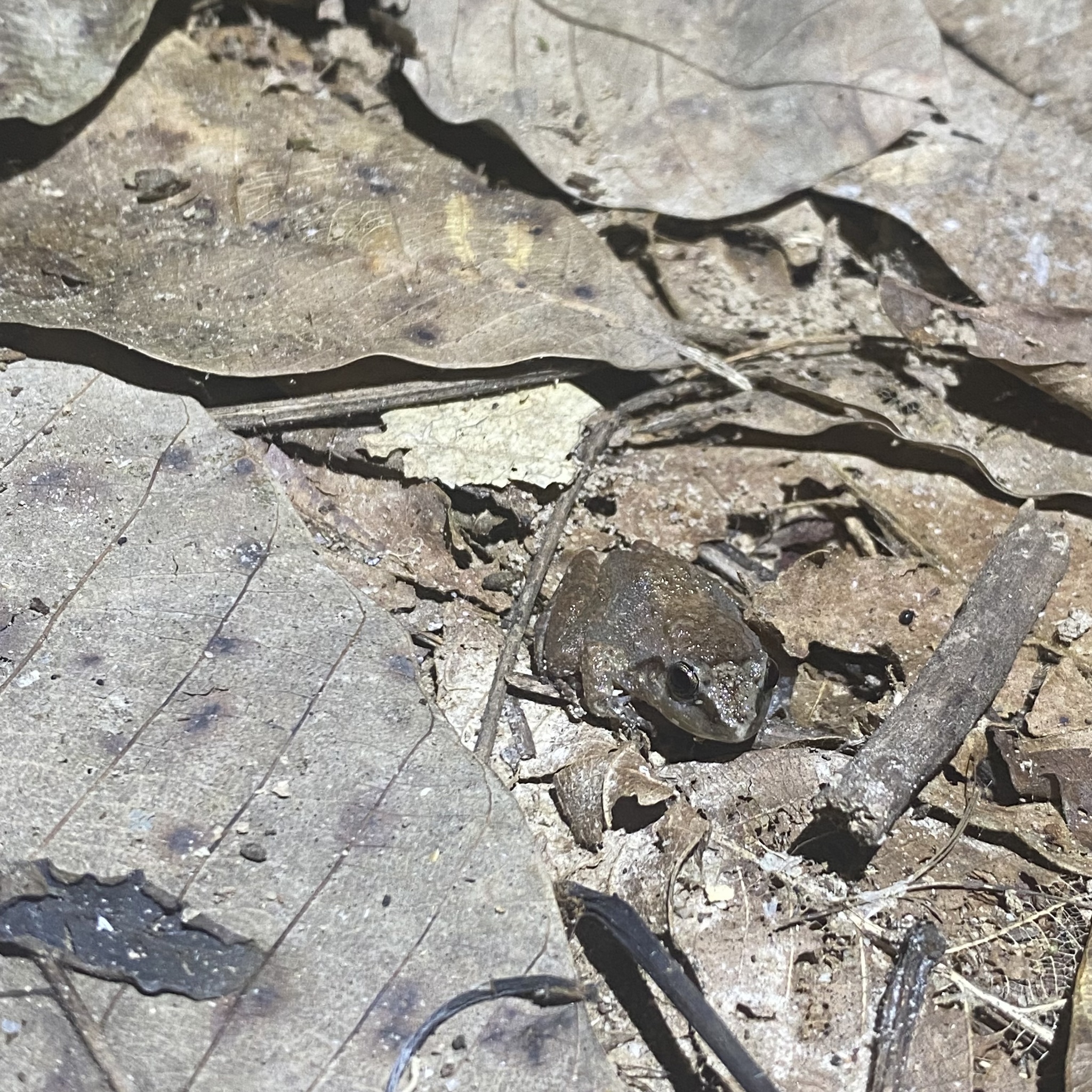 Limnonectes hascheanus (Stoliczka, 1870)