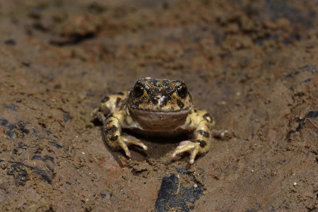 Rio Negro Frog in January 2022 by paul_amouroux · iNaturalist