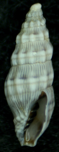 Vexillum exiguum · iNaturalist Mexico