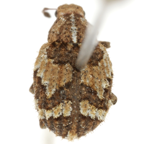 Glaphyrometopus ornithodorus · iNaturalist