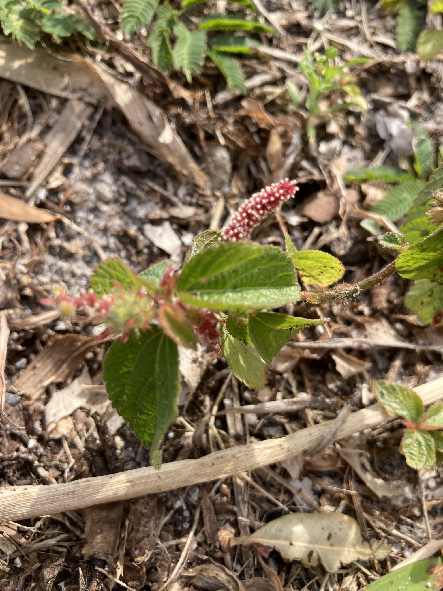 Acalypha arvensis Poepp.