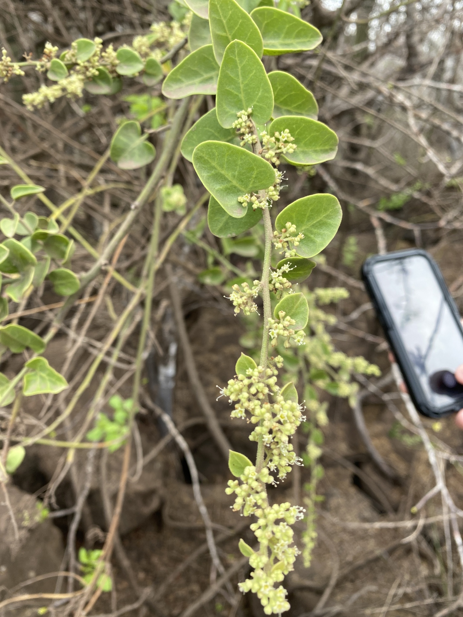 Cryptocarpus pyriformis Kunth