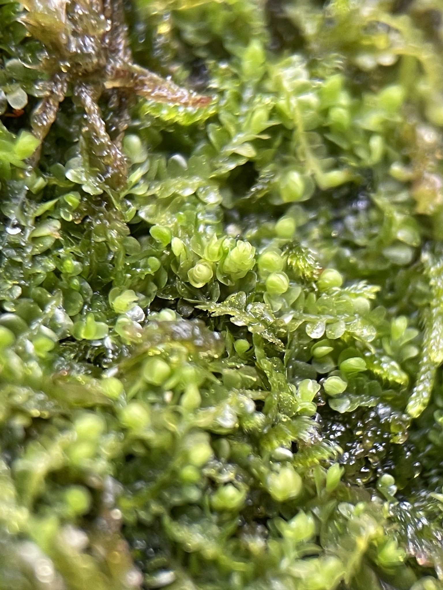 Jungermannia L.
