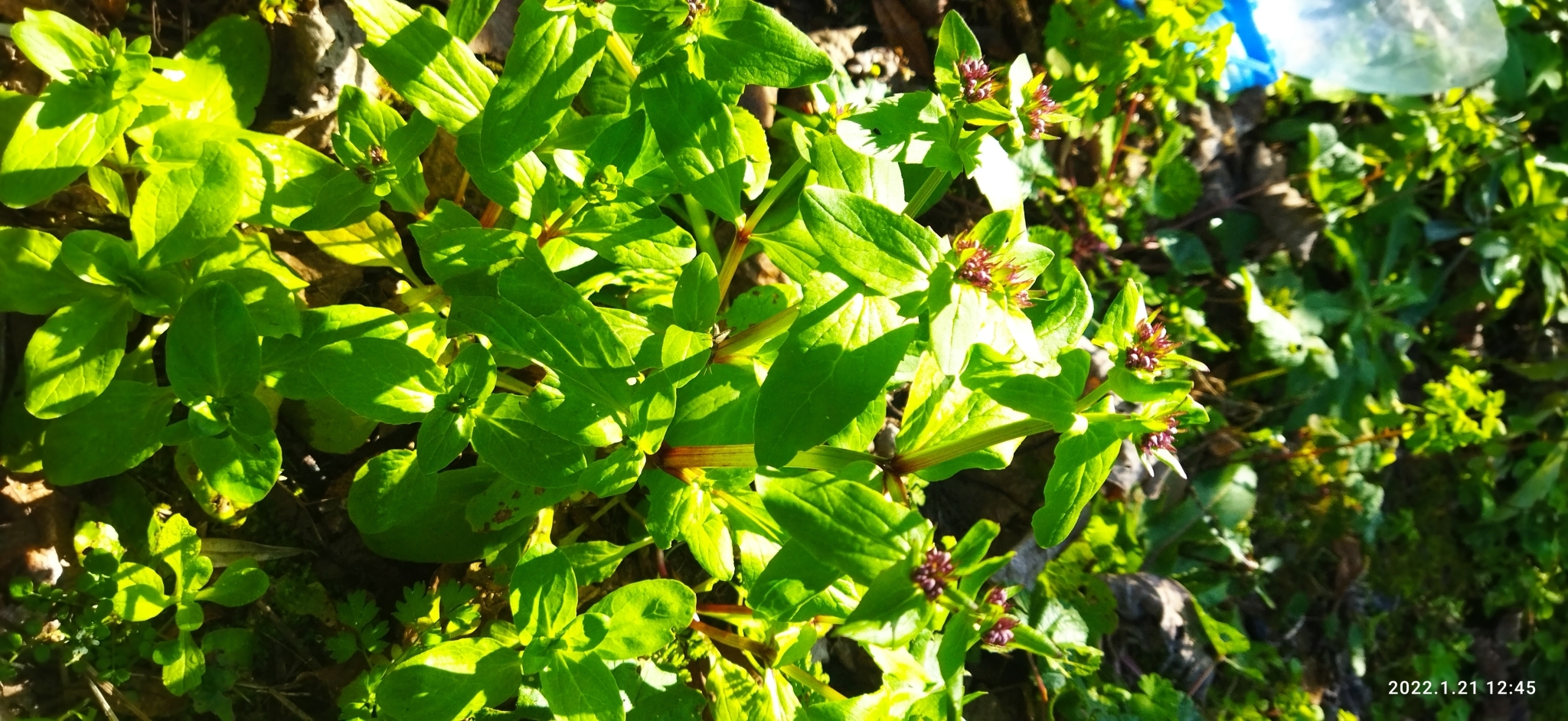 Fedia graciliflora Fisch. & C.A.Mey.