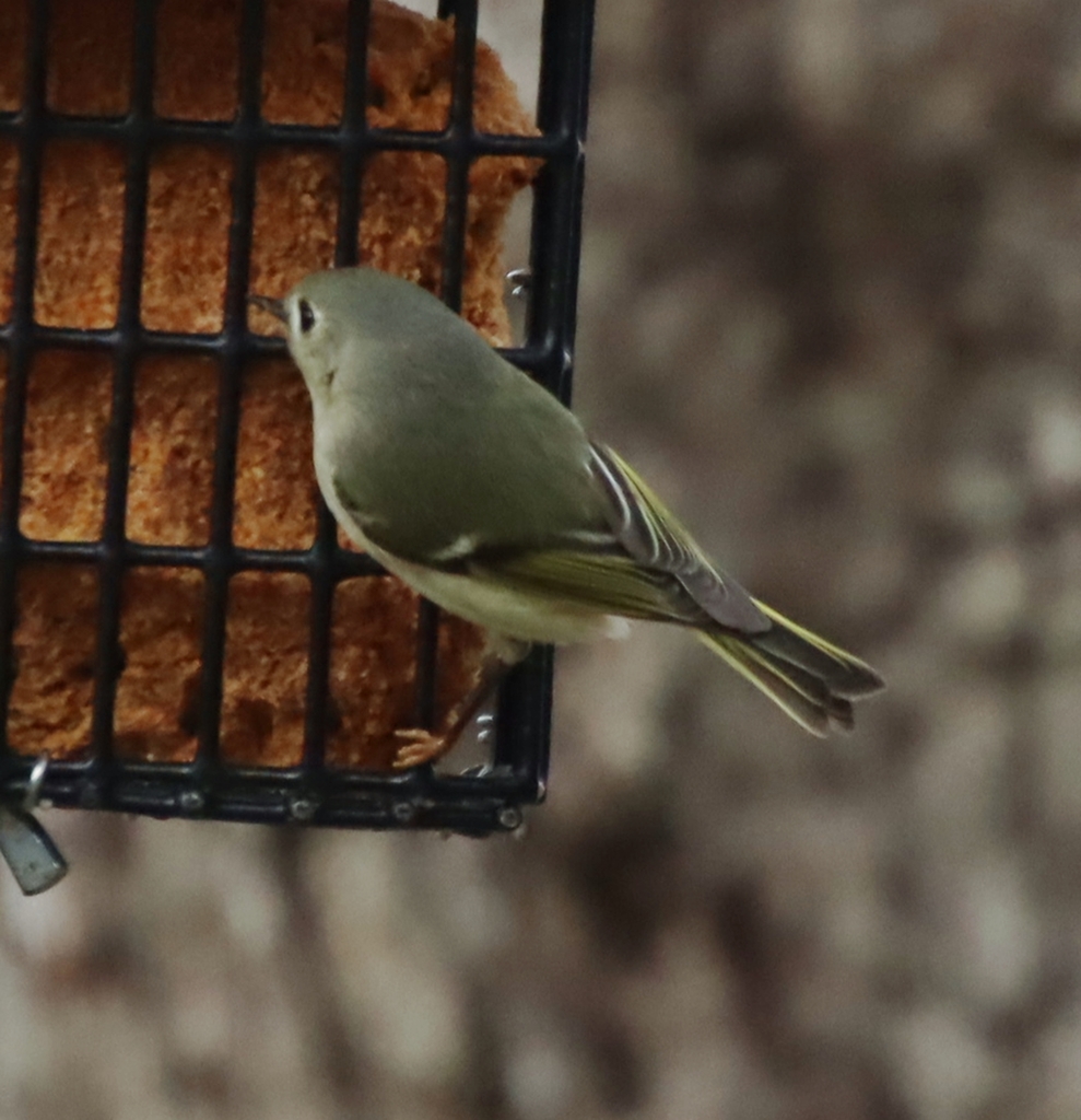 Ruby-crowned Kinglet in January 2022 by Ron Stephens · iNaturalist