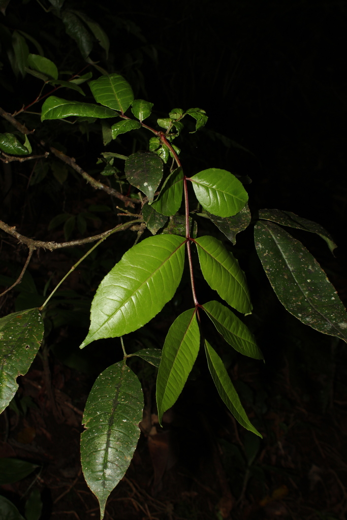 Zanthoxylum acuminatum from Provincia de Puntarenas, Monteverde, Costa ...