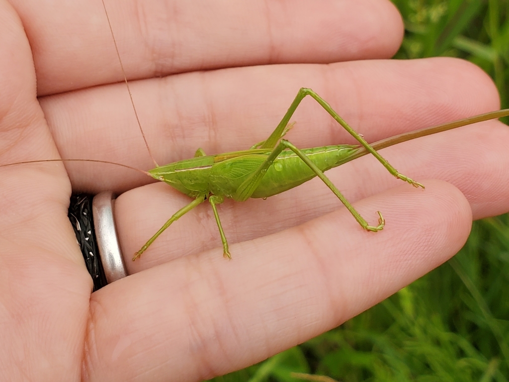 Common Coneheads from The Shores Rec. Centre (Forest), Forest, ON N0N ...