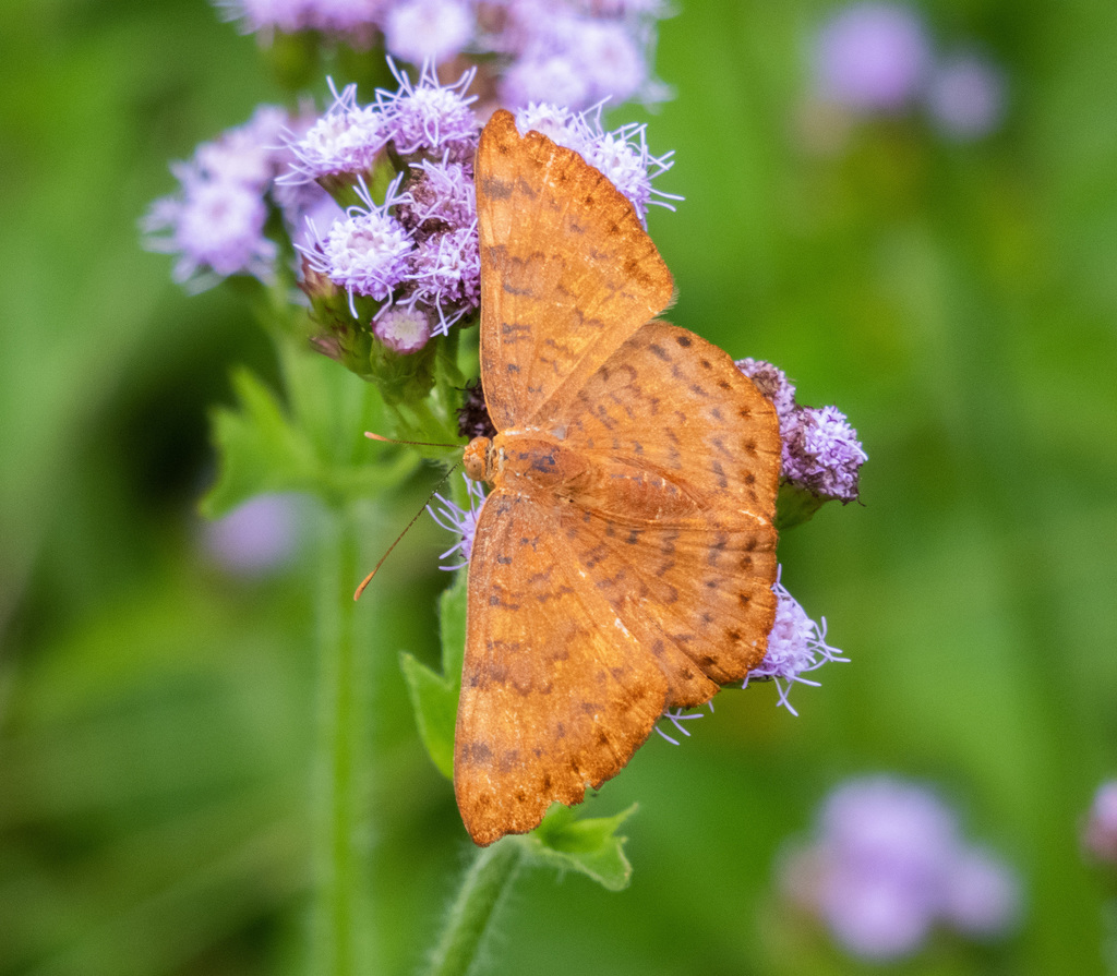 Emesis russula (Borboletas de Rio Claro, SP/Butterflies of Rio Claro ...