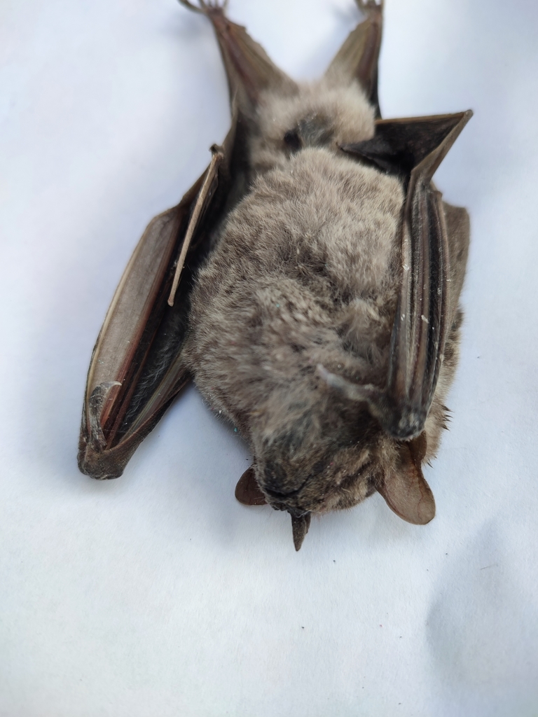 Hairy Fruit-eating Bat from Santo Domingo, Tepoztlán, Mor., México on ...