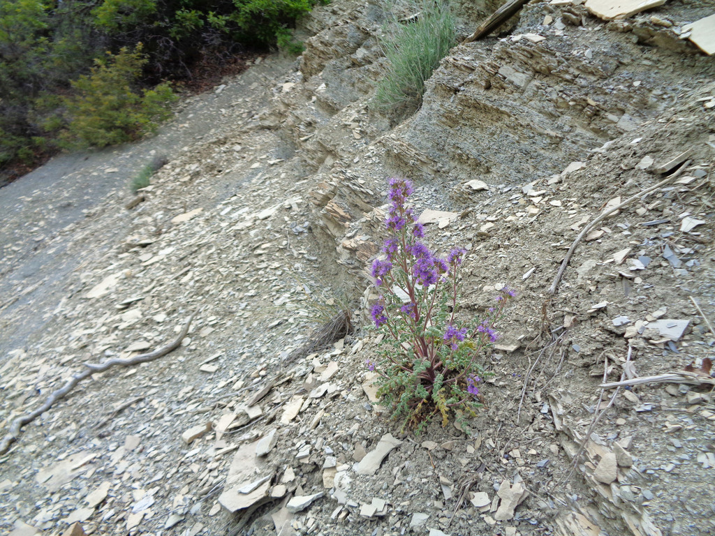 Clay phacelia in May 2018 by Andrey Zharkikh · iNaturalist