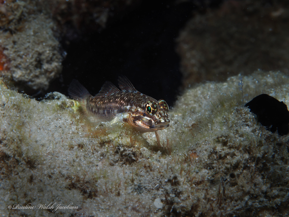 Coryphopterus dicrus Böhlke & Robins, 1960