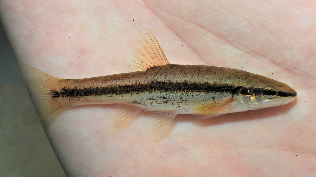 Eastern Blacknose Dace from Garrett County, MD, USA on August 19, 2021 ...