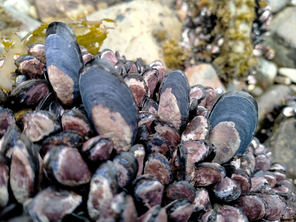 Tasmanian Blue Mussel from Southland, New Zealand on January 12, 2022 ...